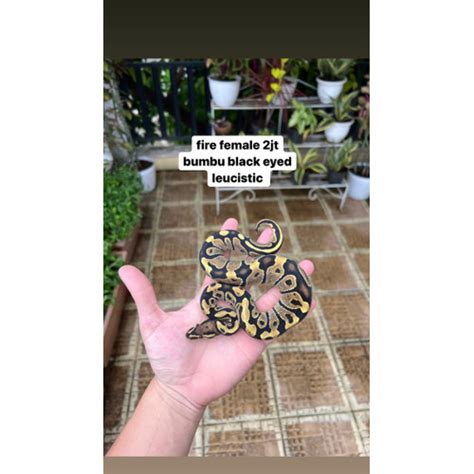 Jual Ball Python Fire Female Jual Ball Phyton Fire Kota Tangerang