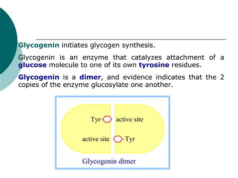 Glycogen Synthesisppt