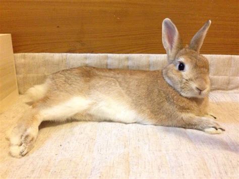 サイキ博士 On Twitter 友達から送られてきた犬も宣伝しておきます