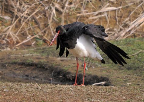ナベコウ 稀な冬鳥か旅鳥 東西南北野鳥日記Ⅲ