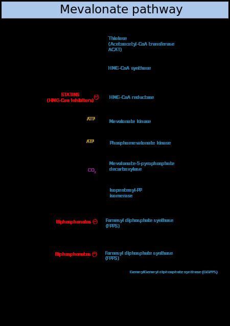 Hmg Coa Reductase Alchetron The Free Social Encyclopedia