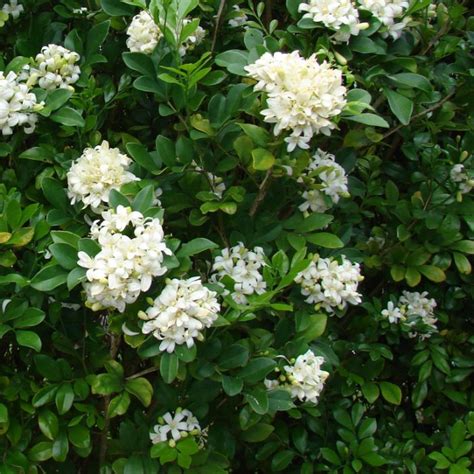 Murraya Paniculata Artofit