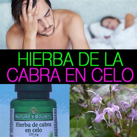Hierba De La Cabra En Celo 6 Beneficios Y Efectos Secundarios La