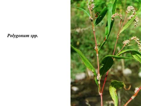 17 Ranunculaceae Caryophyllid Clade 24 Viscaceae Rosid Clade Ppt