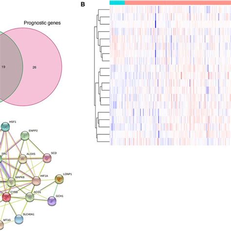 Identification And Expression Of The Overlapping Genes Between Degs And Download Scientific