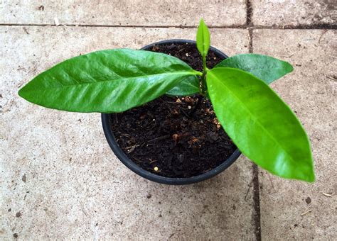 Forum Black Sapote Sex At Bunnings