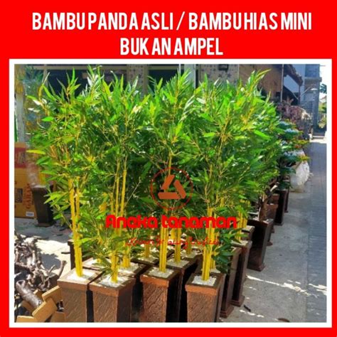 Jual Bambu Jepang Bambu Panda Asli Bambu Hias Terbaik Shopee Indonesia
