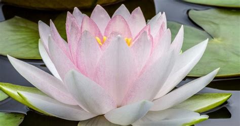 Lotus Flowers The Sacred Symbol Of Purity And Resilience The Garden