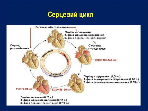 Фізіологія серцево судинної системи презентация онлайн