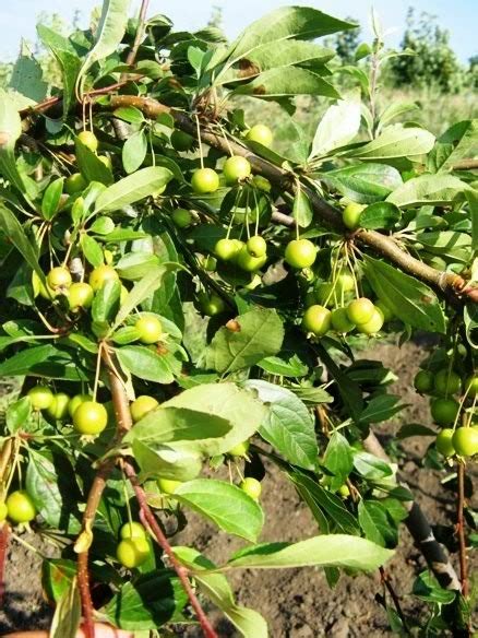 Mărul Ornamental Pendula Malus Baccata Pendula Plantemd