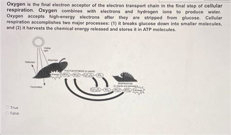 Solved Oxygen Is The Final Electron Acceptor Of The Electron