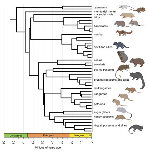 Mammal Phylogeny