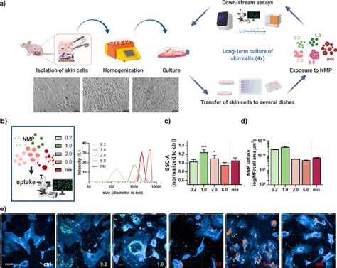 Short And Long Term Polystyrene Nano And Microplastic Exposure