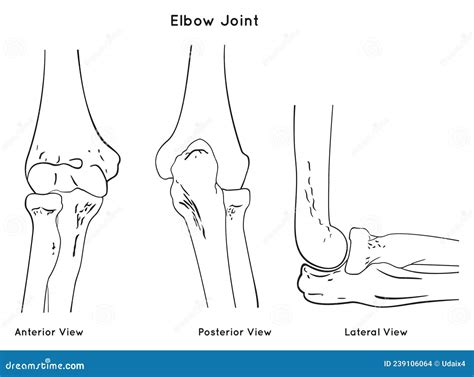 Elbow Joint Anatomy Anterior Posterior And Lateral Views Stock Vector Illustration Of