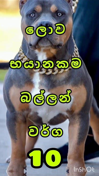 ලොව භයානකම බල්ලන් වර්ග 10 Top10 Viralshort Trending Short