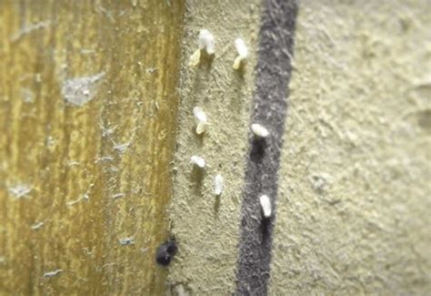 What Do Bed Bugs Look Like Know Your Enemy Pest Control Hacks
