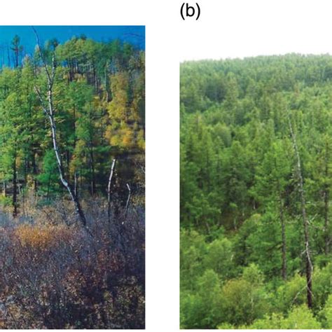 Skyline Logging Area A In Khartsai Threshold A 2004 B 2018