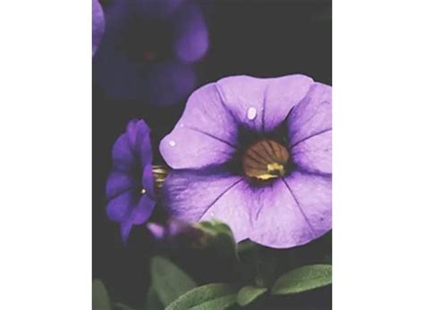 Joyce Walker Brown Obituary 2025 Huntsville Al Laughlin Service