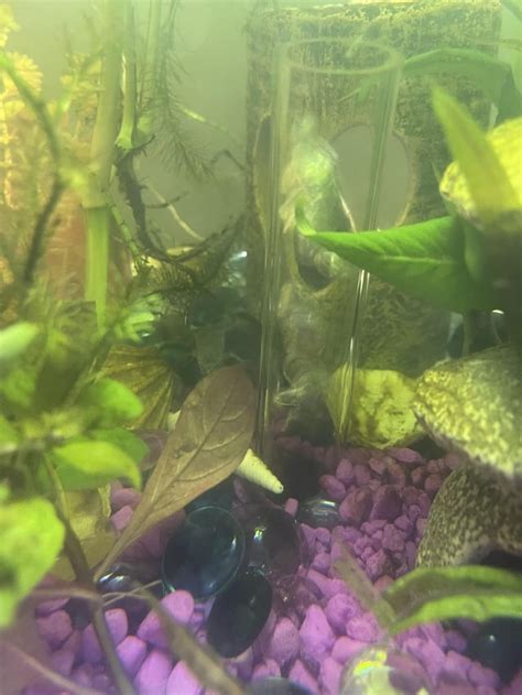 Upgraded Frog Tank Rafricandwarffrog