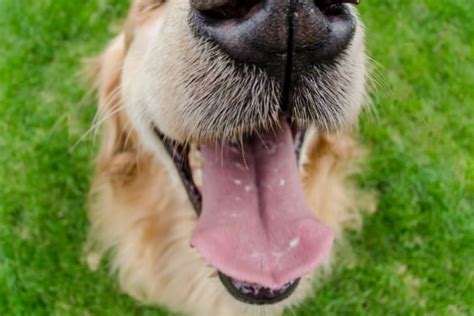 Is A Dogs Mouth Cleaner Than A Humans Mouth