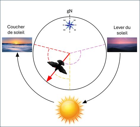 The Orientation Of Migratory Birds Encyclopedia Of The Environment