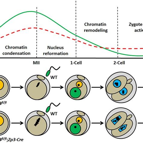 Schematic Model For The Role Of Maternal Dcaf13 During The