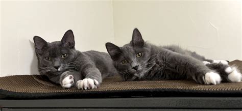 Rainbow And Sparkles Are Adopted Happy Cats Haven