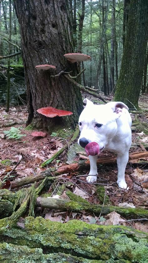 Ssris And Tryptamines The Psychedelic Experience Shroomery Message Board