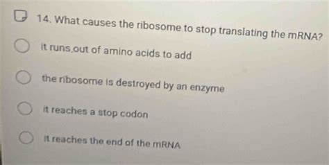 Solved What Causes The Ribosome To Stop Translating The MRNA It Runs