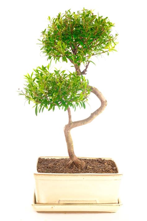 Tall And Slender Flowering And Fruiting Beginners Myrtle Bonsai Uk