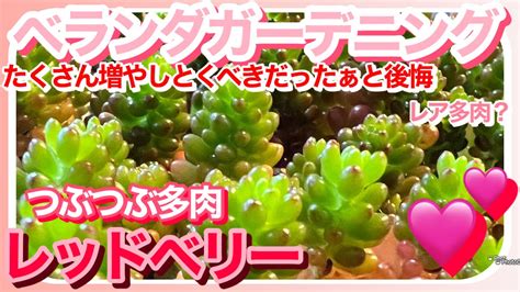 1010 【多肉植物】私の増やし方・つぶつぶ多肉・ 💕レッドベリー【ベランダ多肉】【ガーデニング】【echeveria】 Youtube