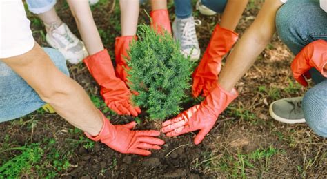 Plantar Y Cuidar Un árbol Requisito Para Graduarse De Universidad En