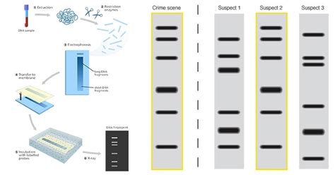 Dna Fingerprinting Principle Methods Applications
