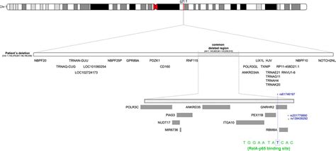 Q Deletion And A Rare Functional Polymorphism In Siblings With