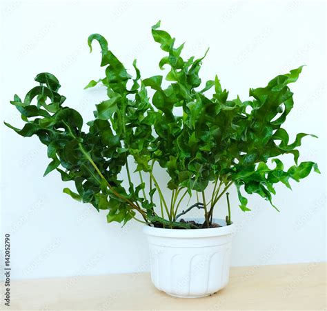 Fern Home Plant Microsorum Scolopendrium Green Wave Pteris