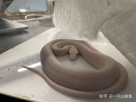 养白娘娘蛇是一种怎样的体验 知乎