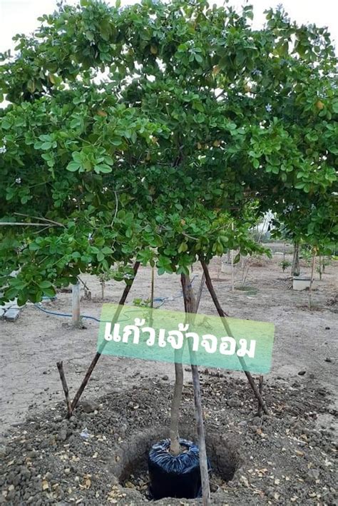 รายชื่อร้านขายกก ในอำเภอศรีประจันต์ จังหวัดสุพรรณบุรี