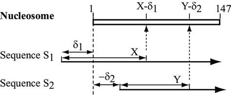 A Diagram Of Nucleosomal Dna Sequence Alignment The Positions Along A Download Scientific