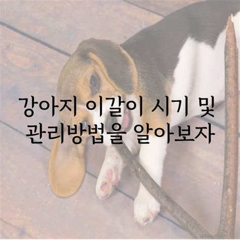 강아지 이갈이 시기 및 관리방법을 알아보자 네이버 블로그
