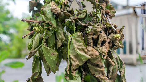 How To Save A Dying Tree The Garden Bug Detroit