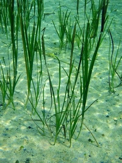 竜宮の乙姫の元結の切り外し 森一丁オフィシャルブログ「配遊笑売人のツボ」powered By Ameba