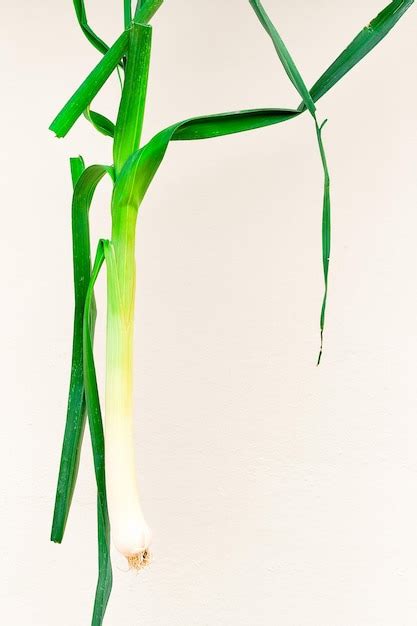 Premium Photo Freshly Picked Leek On A Light Beige Wall Background With Copy Space Vertical