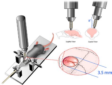 Figure 1 From A Mouse Model Of Sensorimotor Controlled Cortical Impact Characterization Using