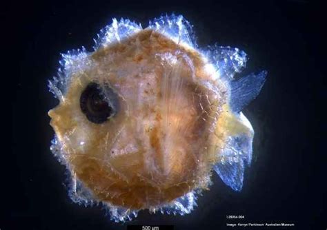 Adorables Bebés De Pez Luna Del Tamaño De Un Insecto Crecen Para Ser