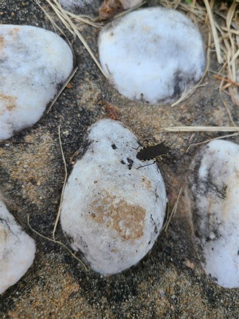 무슨 노린재 인가요 지식in