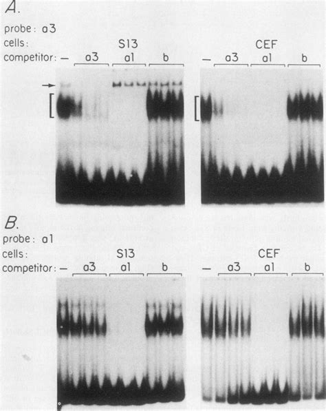 Competition Gel Shift Analysis Of Al And A3 Oligonucleotide Binding