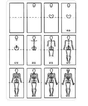 How To Draw A Human Skeleton Step By Step For Day Of The Dead Or Anatomy
