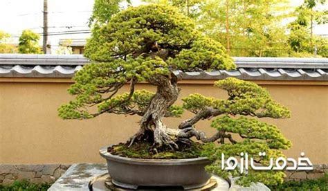 بونسای چیست و چه انواعی دارد؟ خرید، پرورش و نگهداری از بن سای