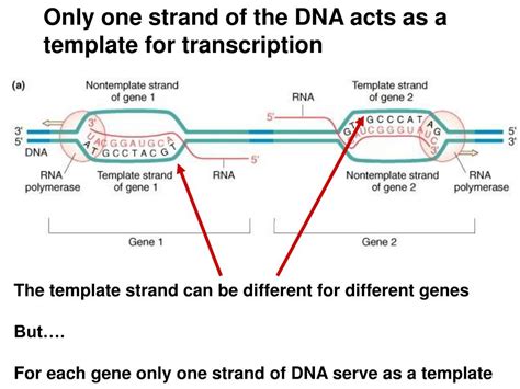 PPT Review Proteins And Their Function In The Early Stages Of Replication PowerPoint
