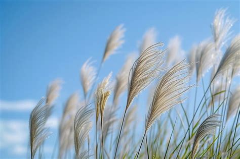 Premium Photo A Bunch Of Tall Grass Blowing In The Wind